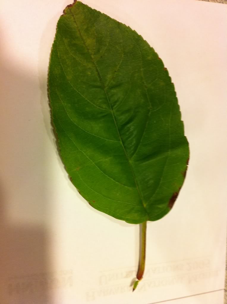 Tree identification help please