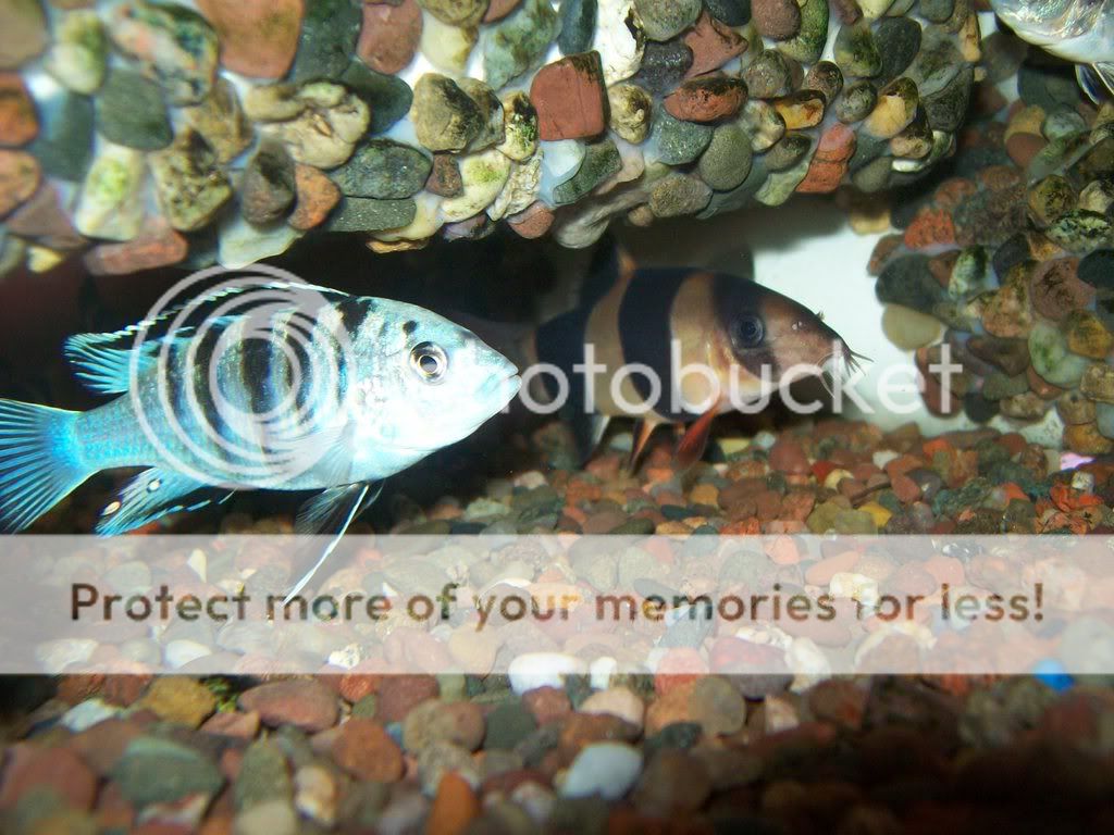 clowns and lab zebra lundos | Cichlid Fish Forum