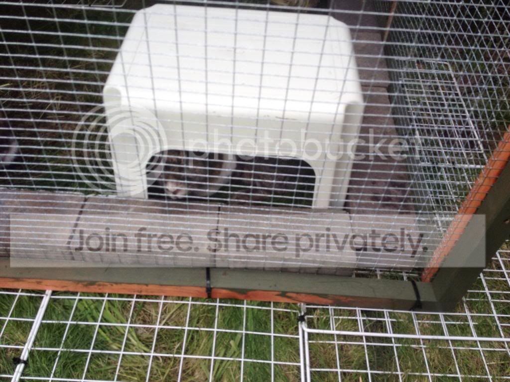 Happy Hutch outdoor buns complete inc pics | Rabbits United