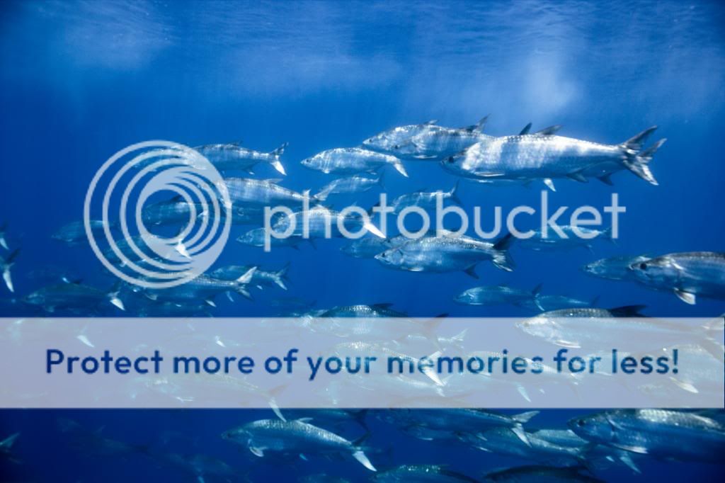 Tarpon Migration Photos! | 2 Cool Fishing Forum