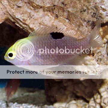 Talbot's Damsel, what a fish! | Reef2Reef