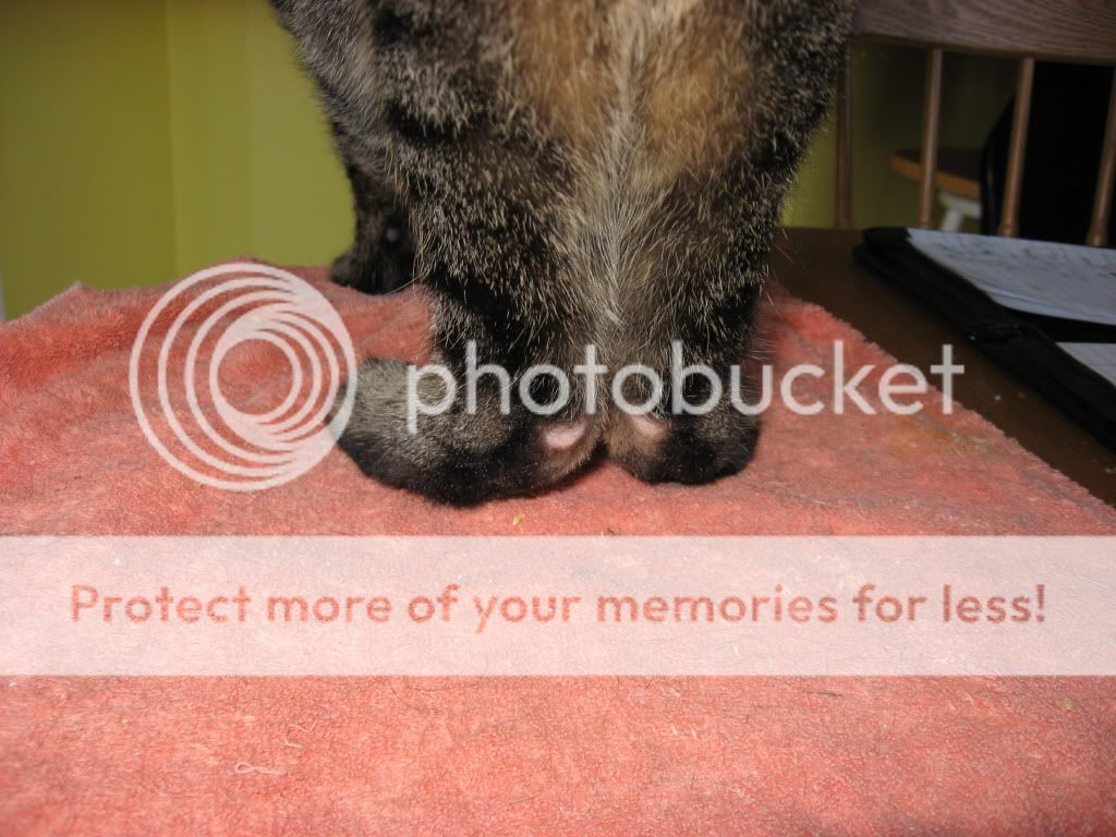 Civie walking on hocks | Feline Diabetes Message Board - FDMB