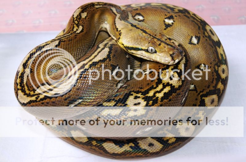 Pair of Tribal Retics | Reptile Forums