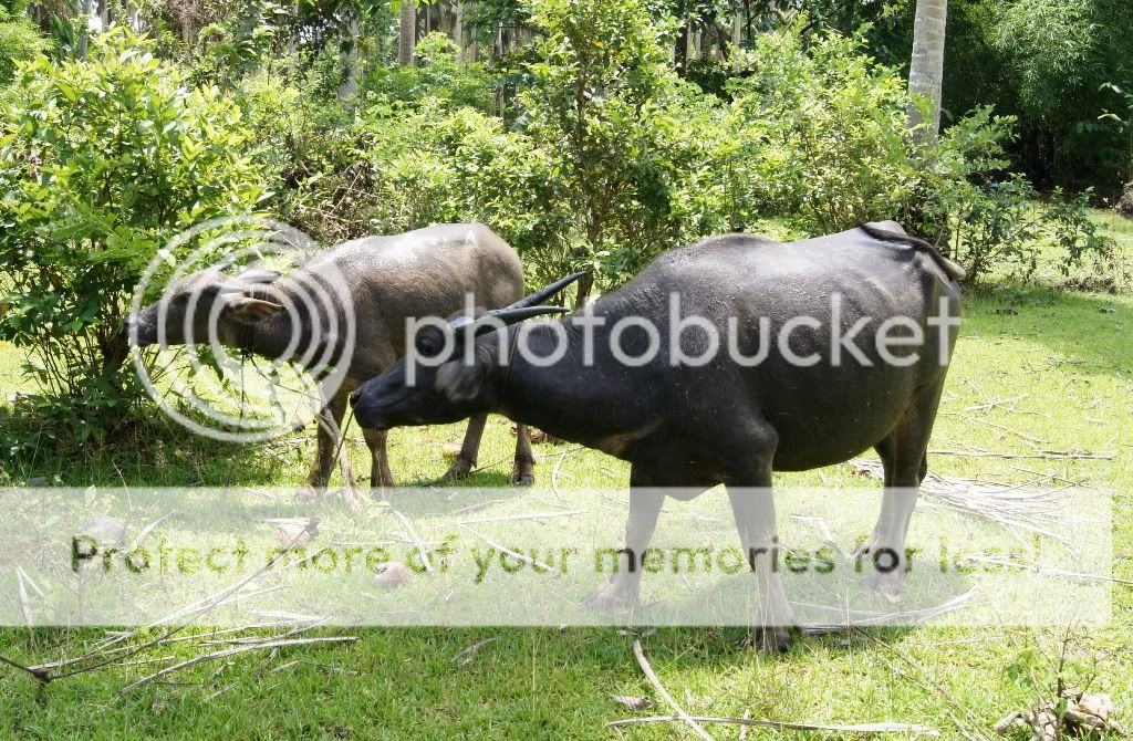 My four legged animals | Reptile Forums