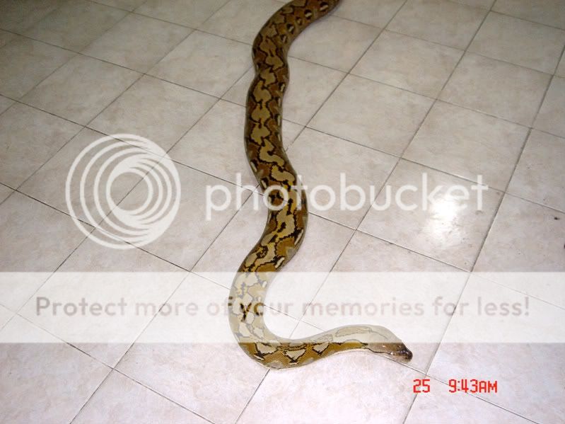 Adult Retics | Reptile Forums