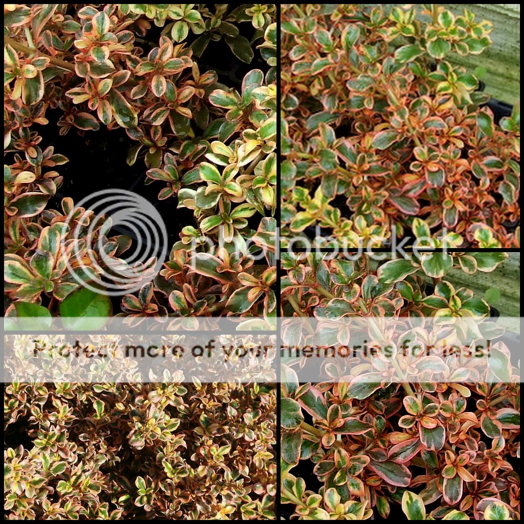 Rainbow_surprise_Coprosma_Hedge_Plants_ Photo by heico777 | Photobucket