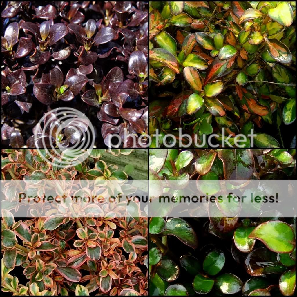 8 Coprosma Red Red Rage Foliage Hardy Mirror Plants Hedge Groundcover ...