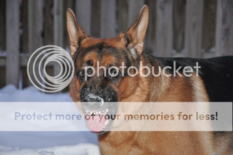 A snow monster....and his holiday pictures | German Shepherds Forum